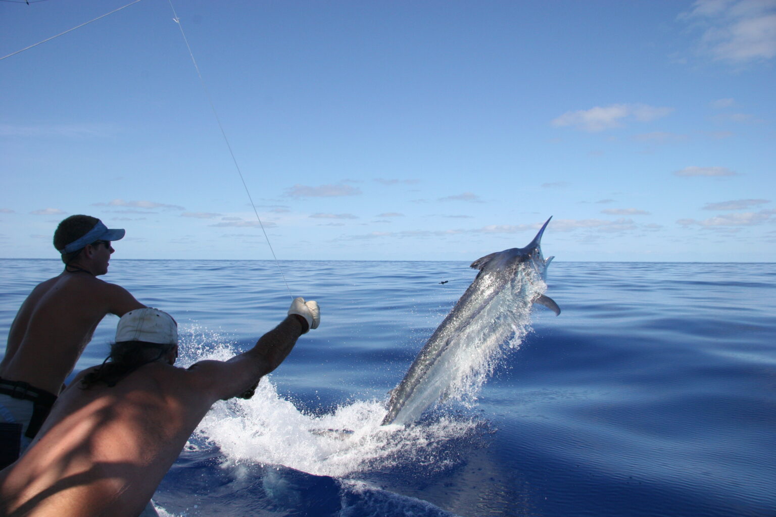 Cairns Black Marlin Fishing - Australian Marlin - Viking II - Marlin ...
